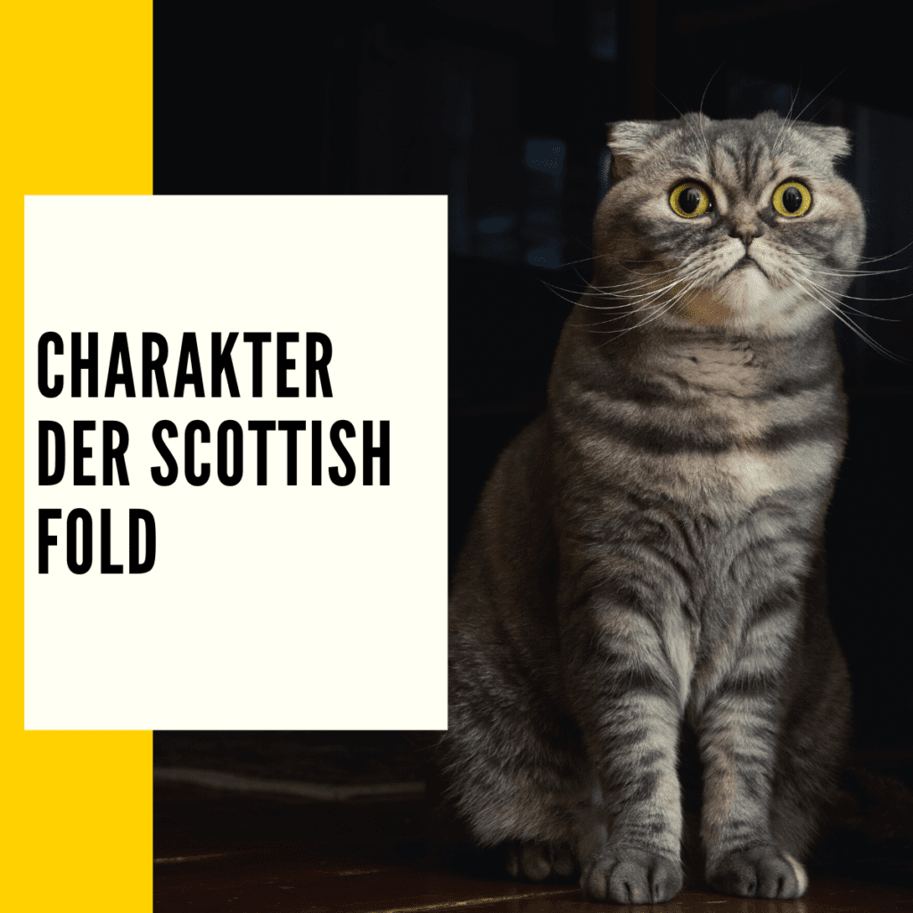 Scottish Fold Katze – Rasseportrait, Wesen & Haltung!
