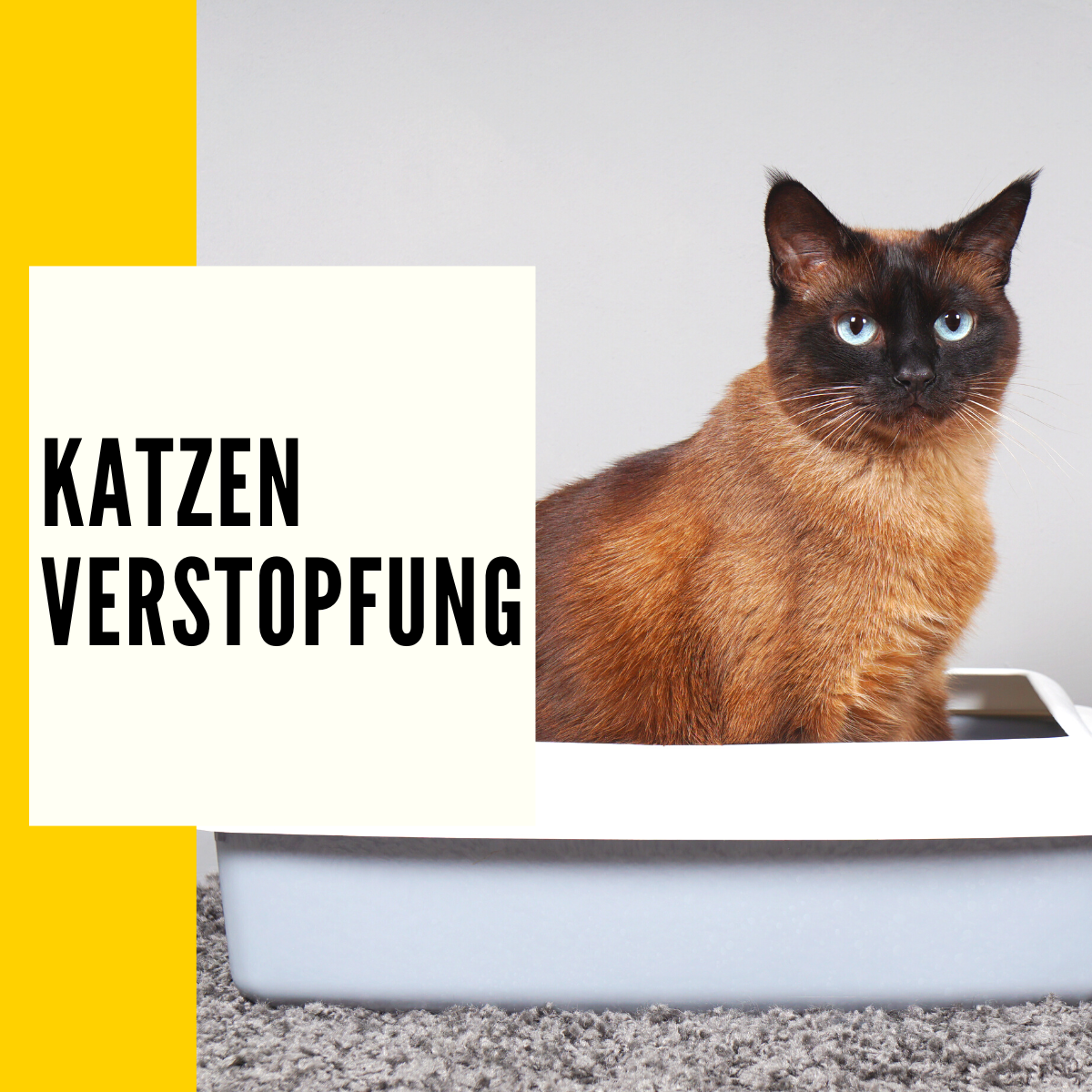 Katze Verstopfung: Ursachen & Tipps für Katzenbesitzer
