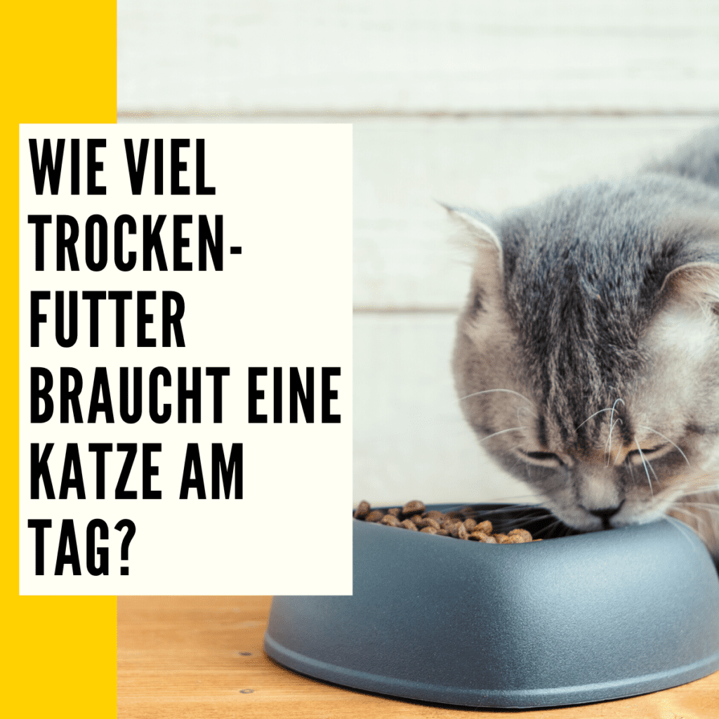 Wie oft Katzen füttern: Häufigkeit, Regelmäßigkeit & mehr!