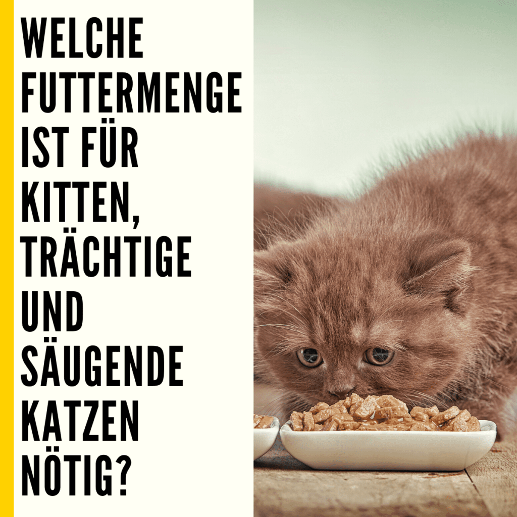 Wie oft Katzen füttern: Häufigkeit, Regelmäßigkeit & mehr!