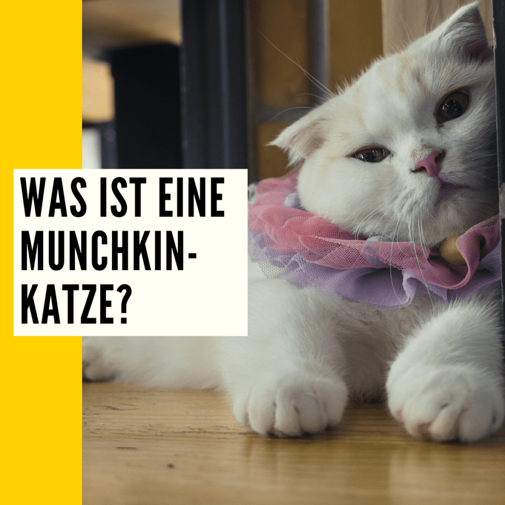 Munchkin Katze: Rasseportrait, Charakter & Pflege