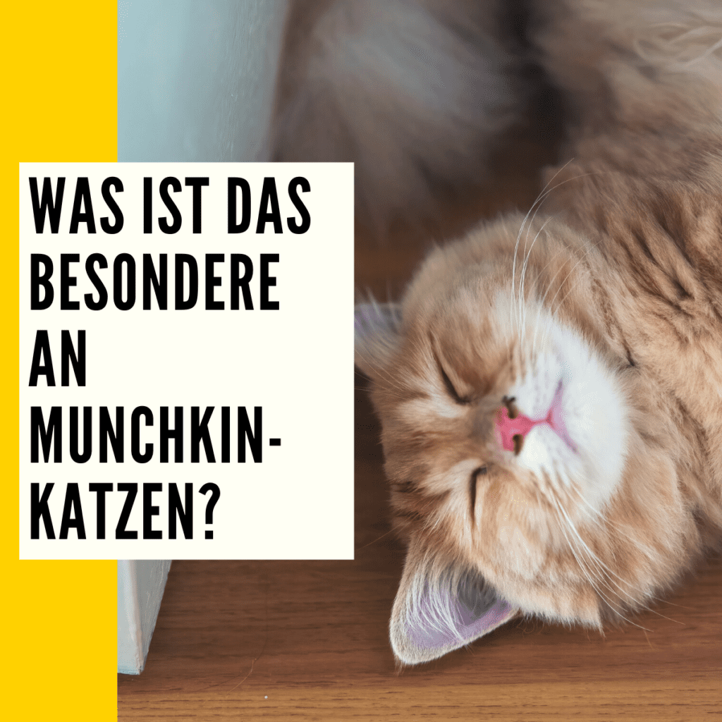Munchkin Katze: Rasseportrait, Charakter & Pflege