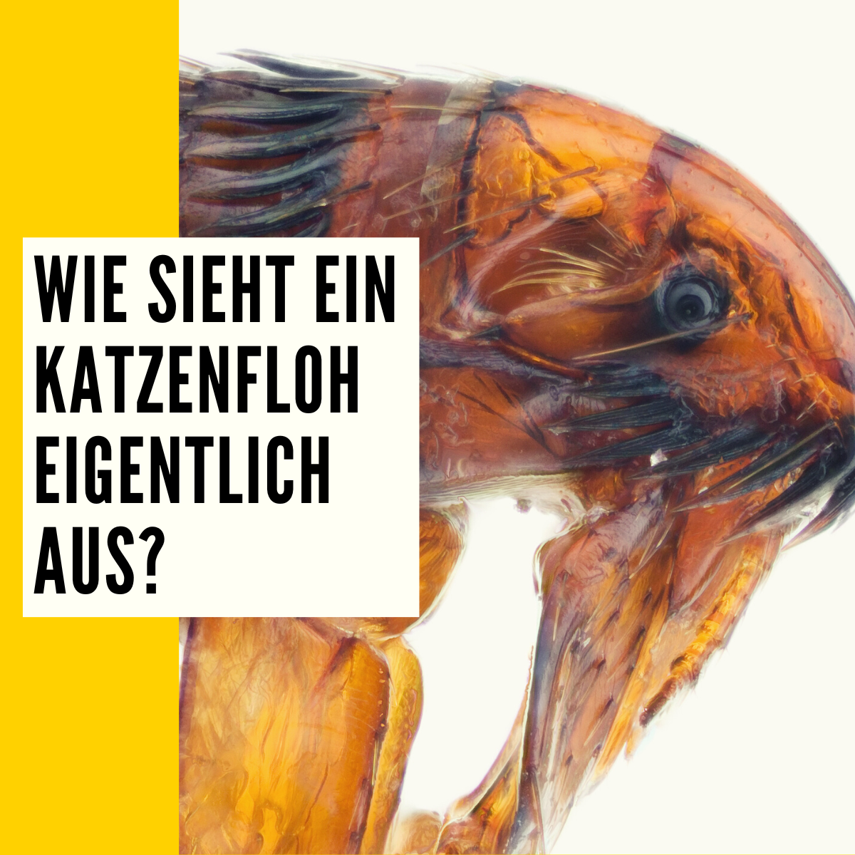 Flöhe bei Katzen: Diagnose, Symptome & über die Behandlung!