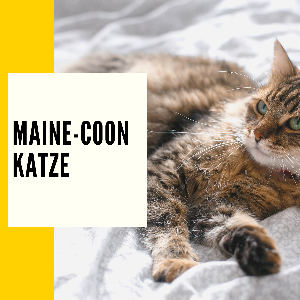 Maine-Coon-Katze: Rasseportrait, Wesen & Haltung!