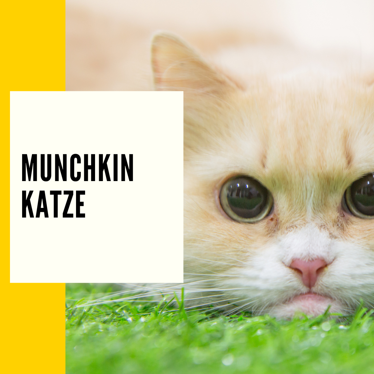 Munchkin Katze: Rasseportrait, Charakter & Pflege