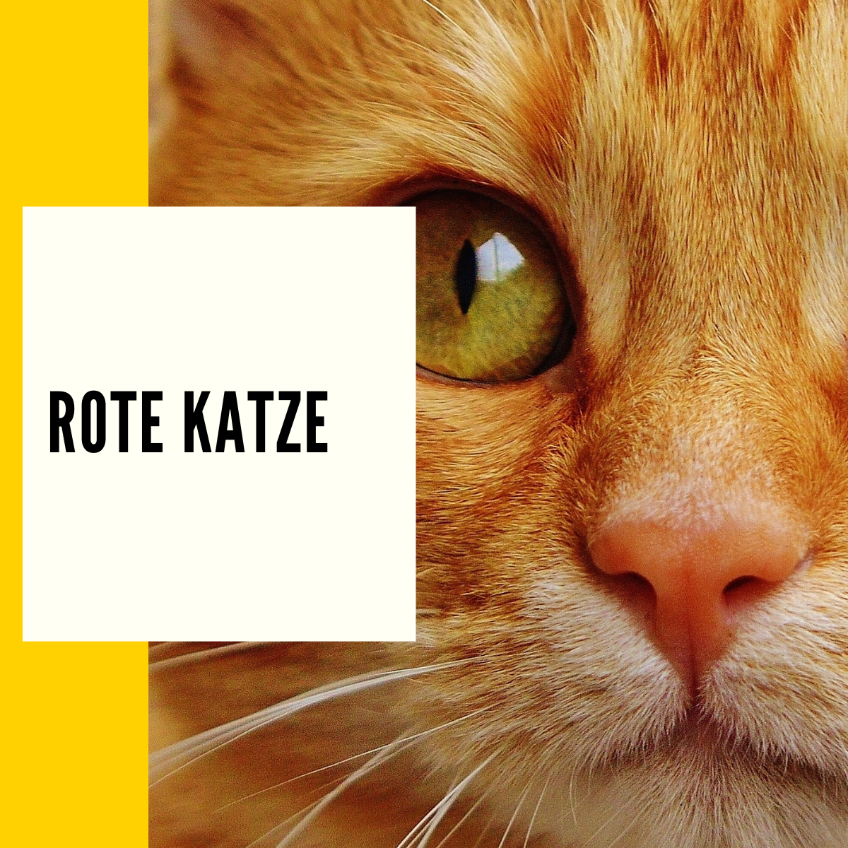 Rote Katzen: Rasseportrait, Charakter, Pflege & Ratgeber