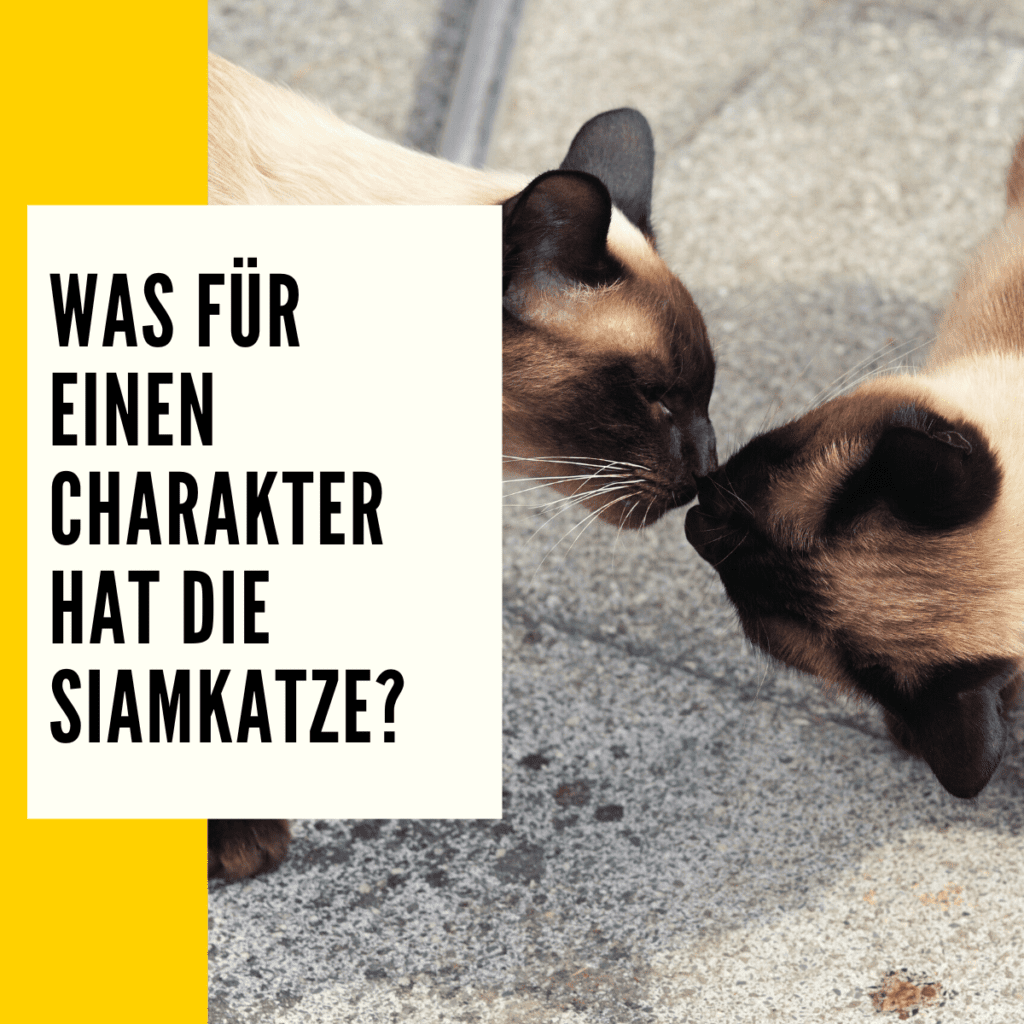 Siamkatze: Rasseportrait, Charakter, Pflege & Ratgeber!