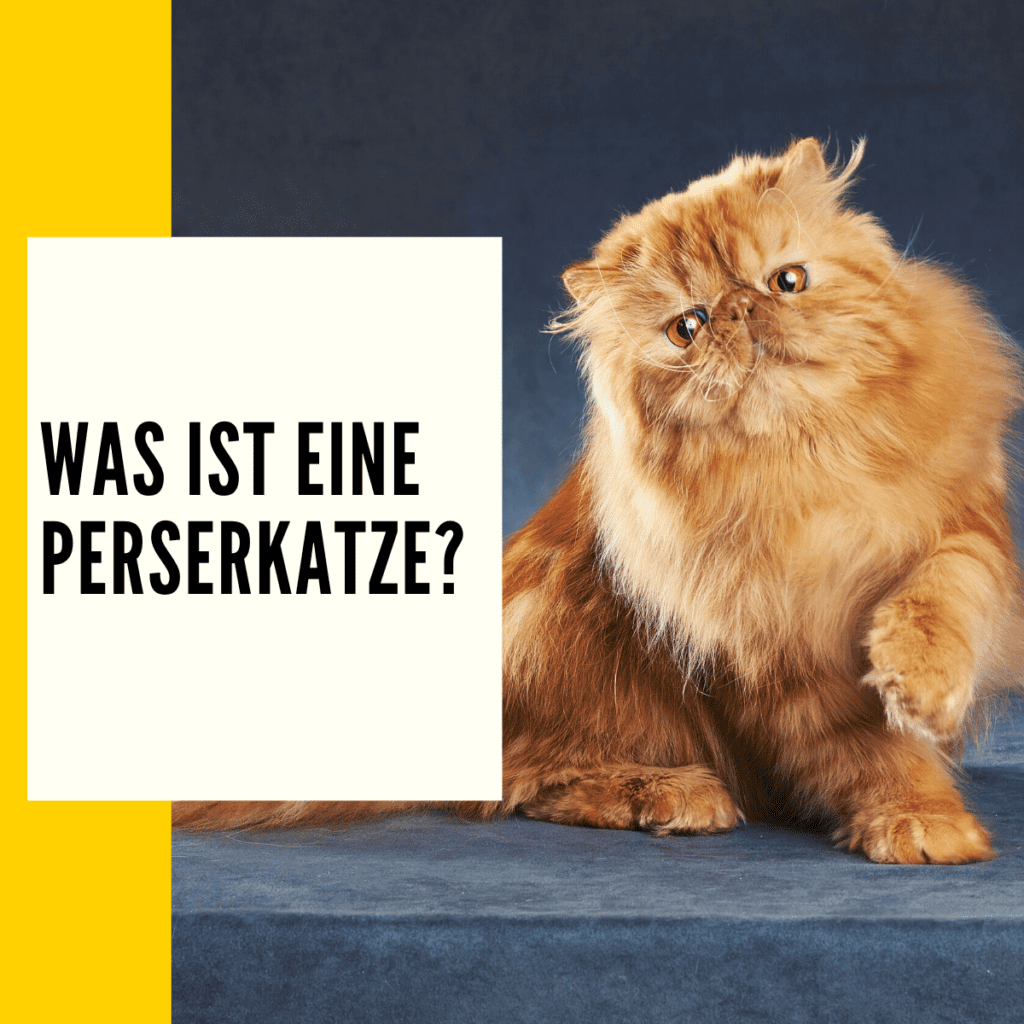 Perserkatze: Rasseportrait, Charakter, Pflege & Ratgeber!