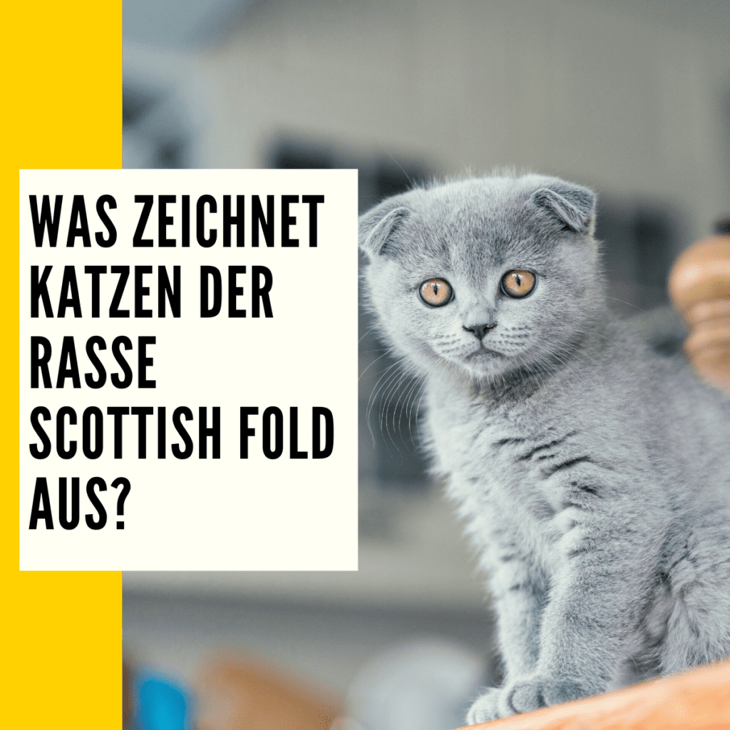 Scottish Fold Katze – Rasseportrait, Wesen & Haltung!