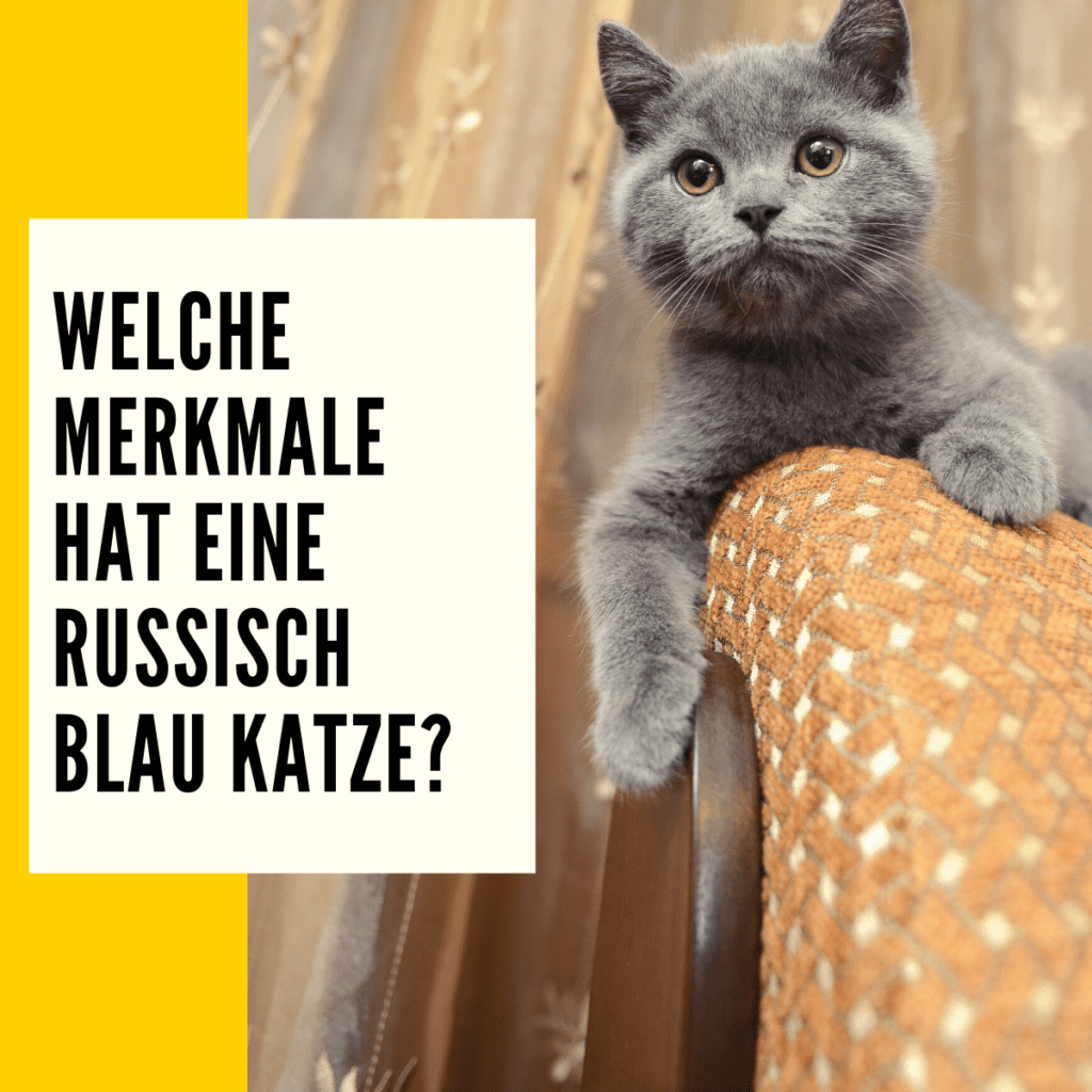 Russisch Blau Katze: Rasseportrait, Charakter & Pflege!