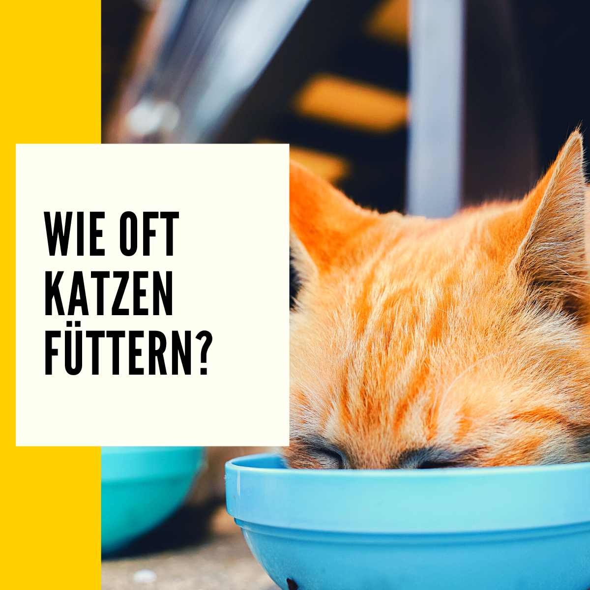 Wie oft Katzen füttern: Häufigkeit, Regelmäßigkeit & mehr!