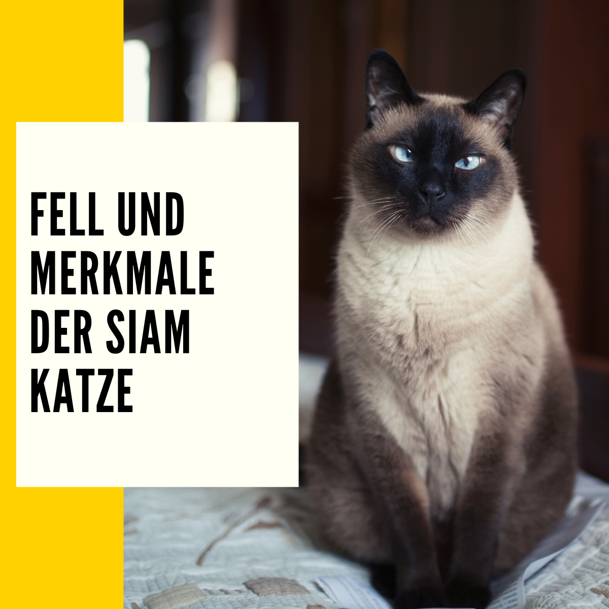 Siamkatze: Rasseportrait, Charakter, Pflege & Ratgeber!