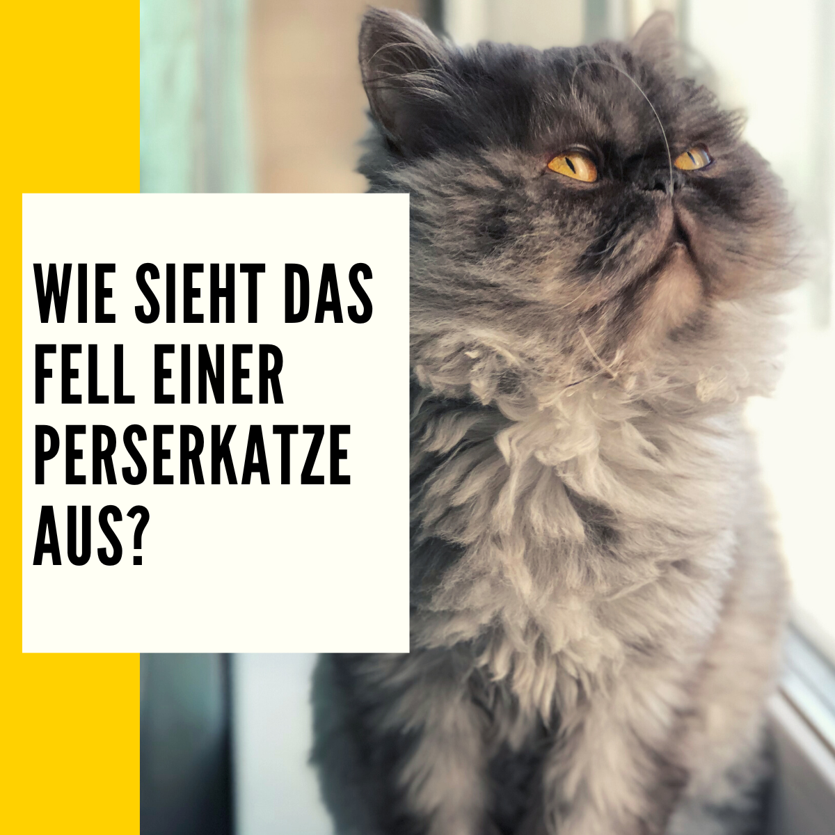 Perserkatze: Rasseportrait, Charakter, Pflege & Ratgeber!