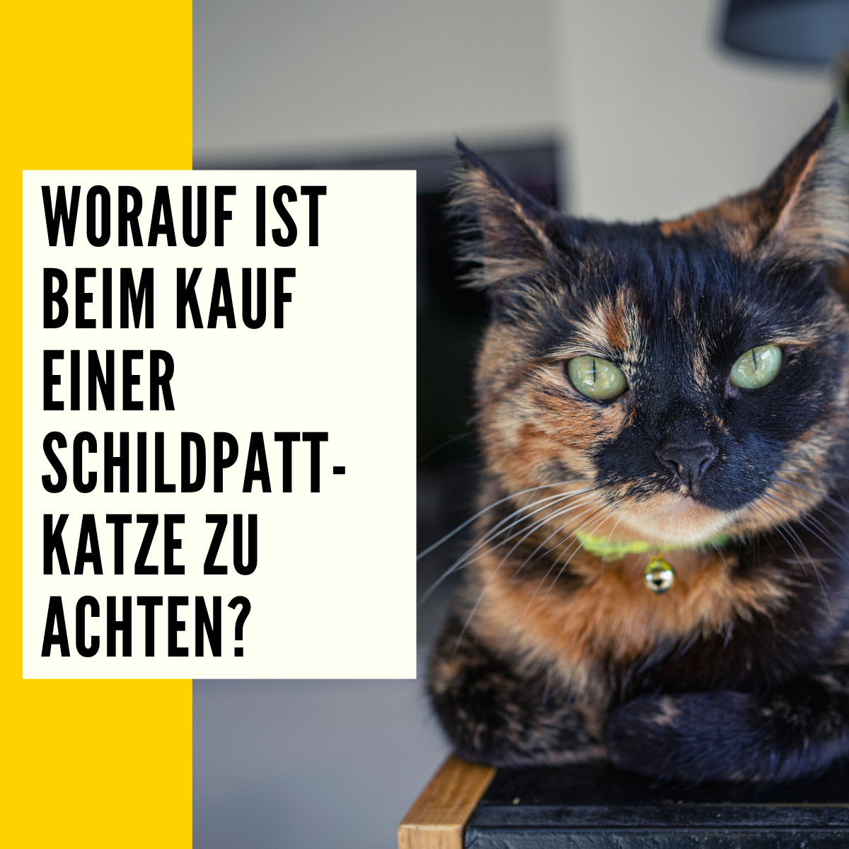 Schildpatt-Katze: Rasseportrait, Charakter & Pflege!