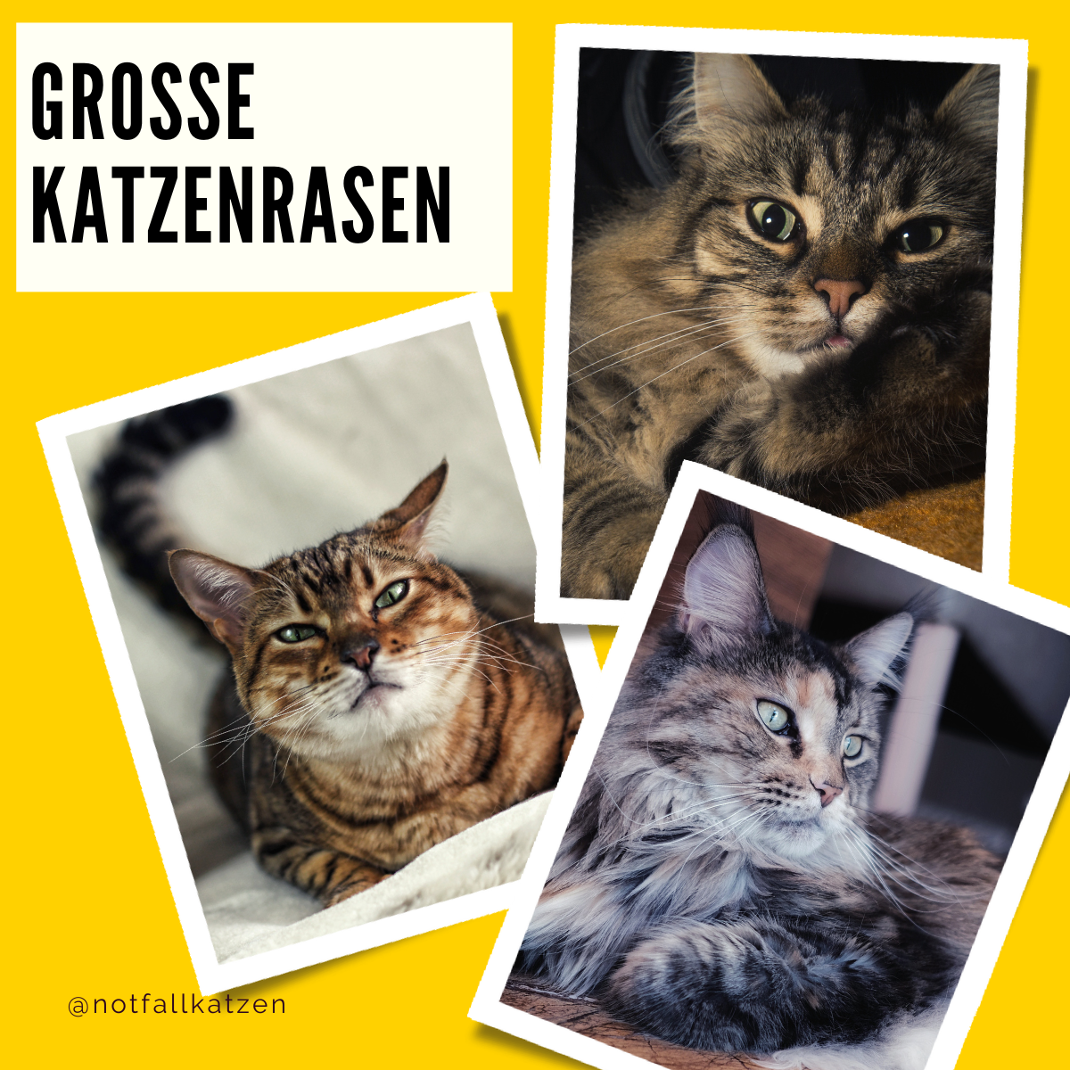 Große Katzen: Das sind die größten Rassen der Welt!