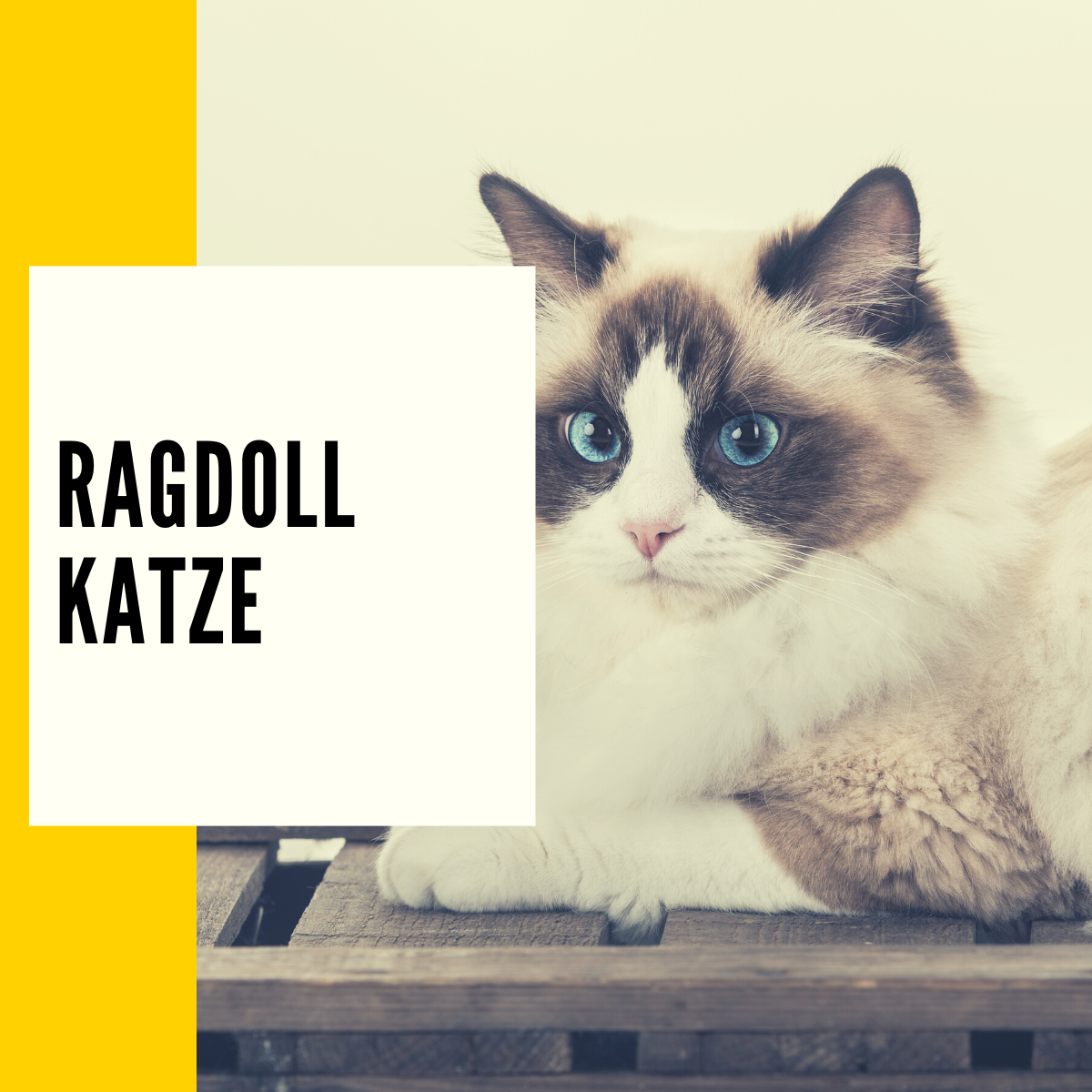 Ragdoll-Katze: Rasseportrait, Charakter, Haltung & Pflege