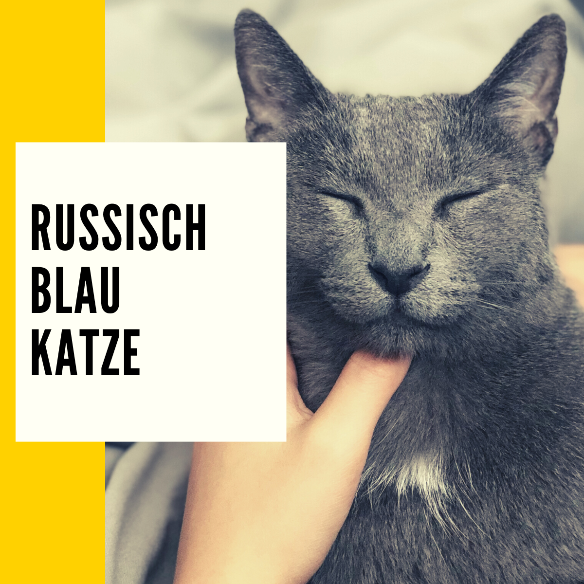 Russisch Blau Katze: Rasseportrait, Charakter & Pflege!