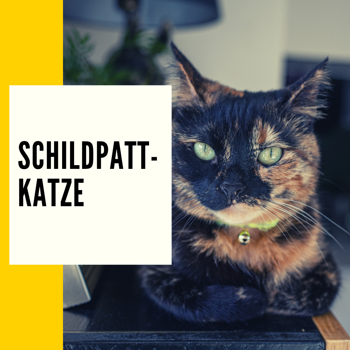 Schildpatt-Katze: Rasseportrait, Charakter & Pflege!