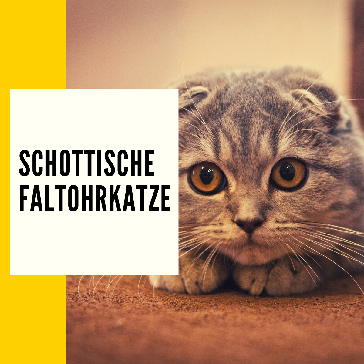 Scottish Fold Katze – Rasseportrait, Wesen & Haltung!