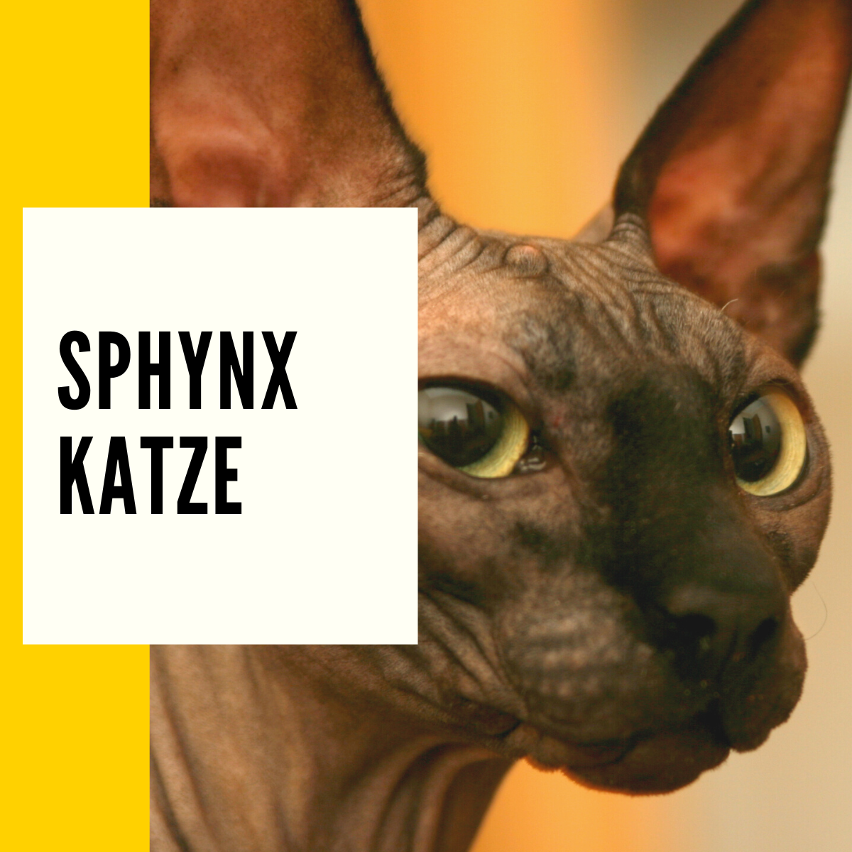 Sphynx-Katze: Charakter, Preis, Hinweise & Ratgeber!