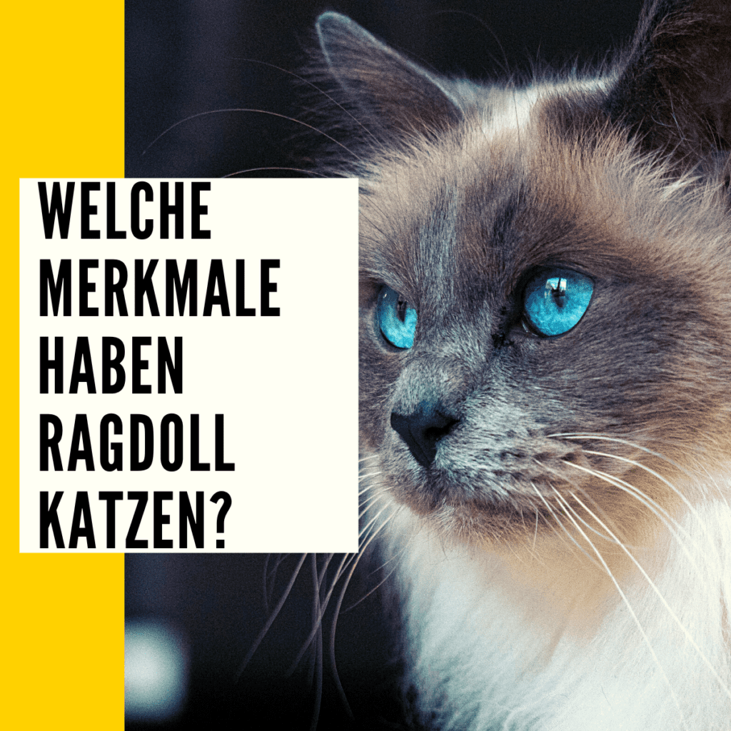 Ragdoll-Katze: Rasseportrait, Charakter, Haltung & Pflege