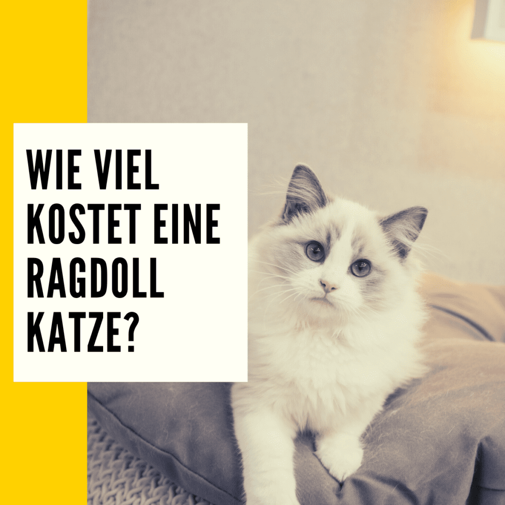 Ragdoll-Katze: Rasseportrait, Charakter, Haltung & Pflege
