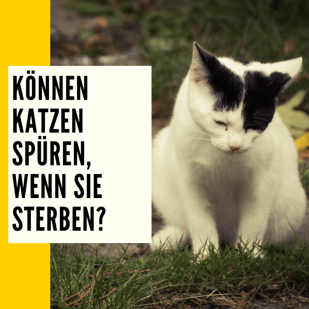 Verabschieden sich Katzen bevor sie sterben?