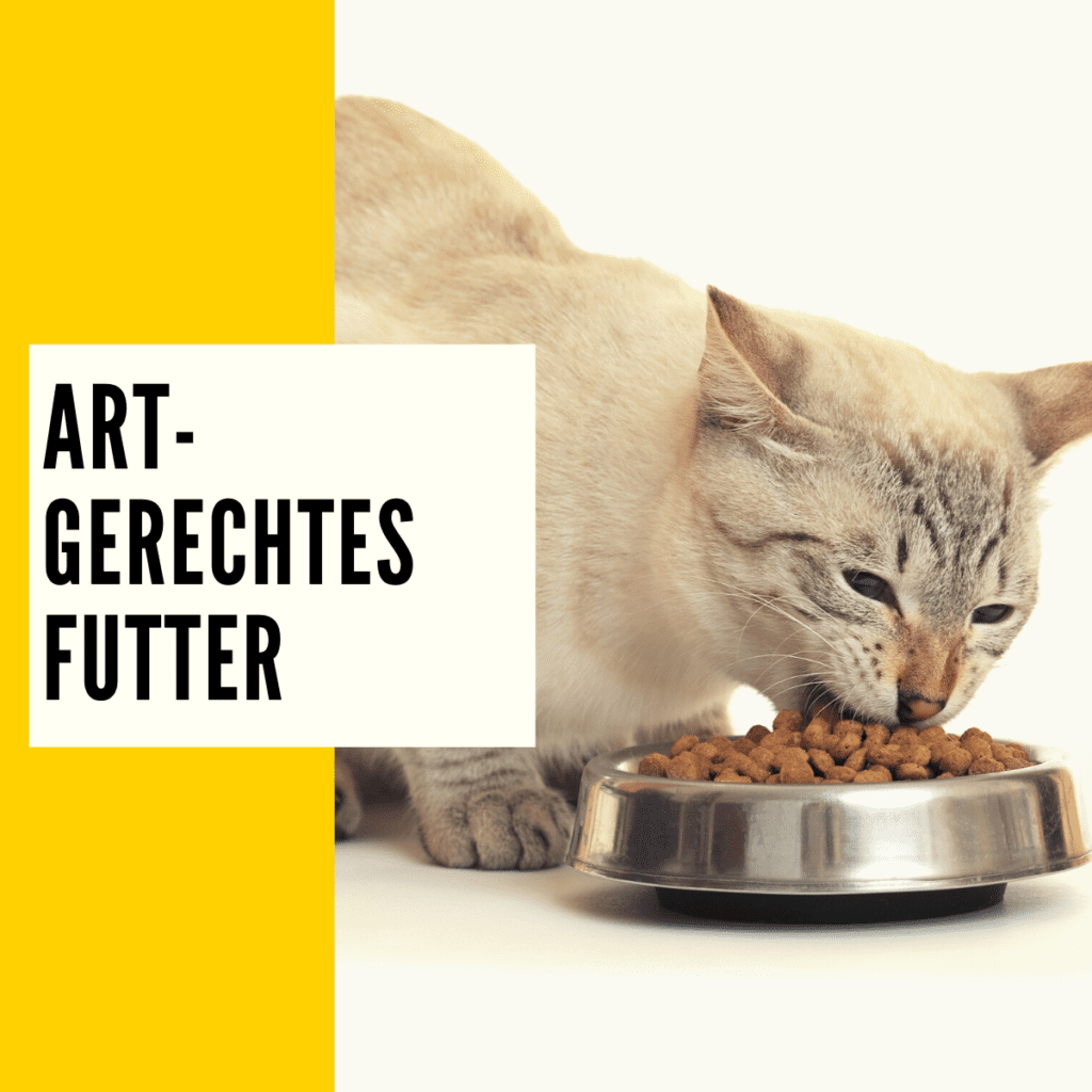 Was dürfen Katzen nicht essen: Überblick & Ratgeber