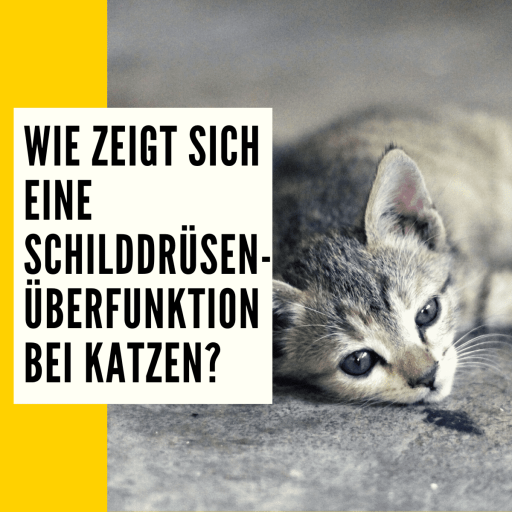 Schilddrüsenüberfunktion Katze: Ursachen, Symptome & mehr!