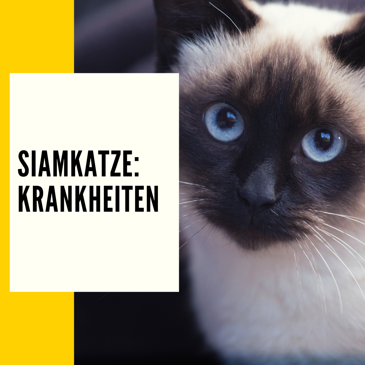 Siamkatze: Rasseportrait, Charakter, Pflege & Ratgeber!