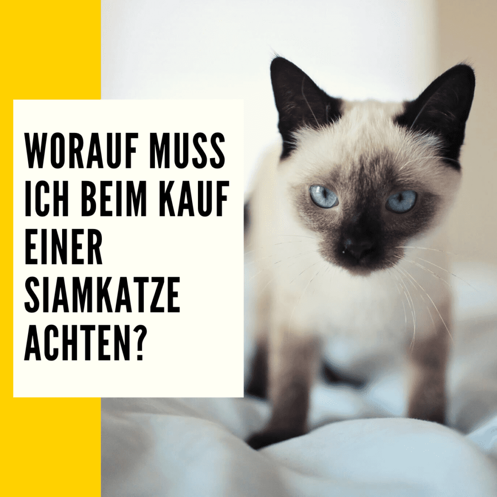 Siamkatze: Rasseportrait, Charakter, Pflege & Ratgeber!