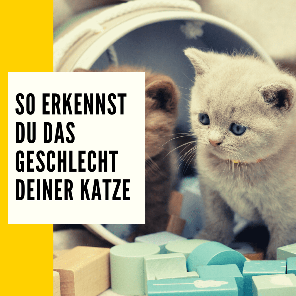 Katze Geschlecht erkennen: Merkmale, Unterschiede & mehr!