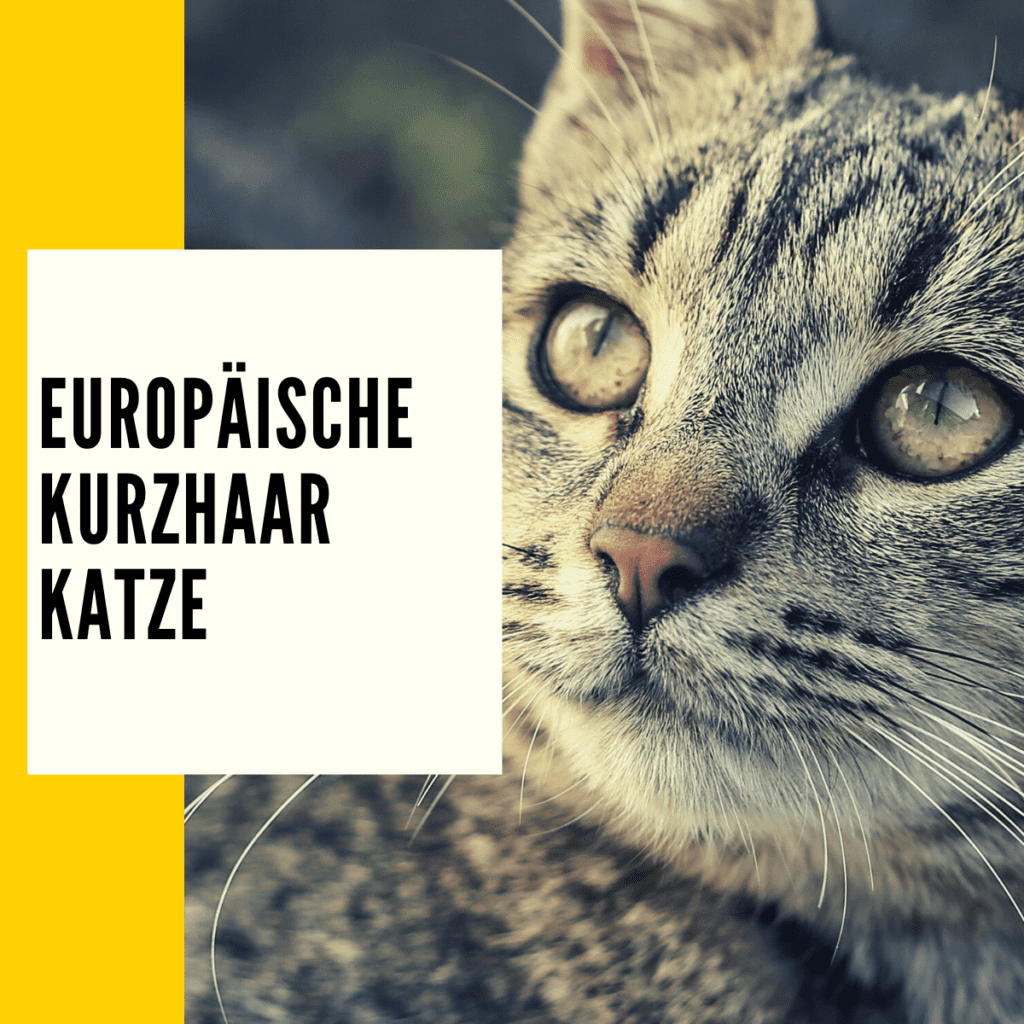 Katzenrassen: Die beliebtesten Katzenrassen im Überblick!