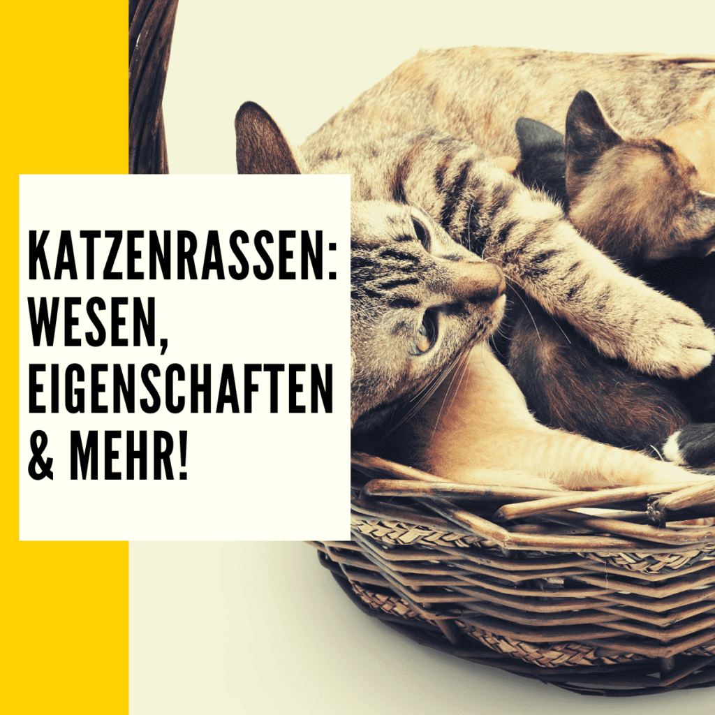 Katzenrassen: Die beliebtesten Katzenrassen im Überblick!
