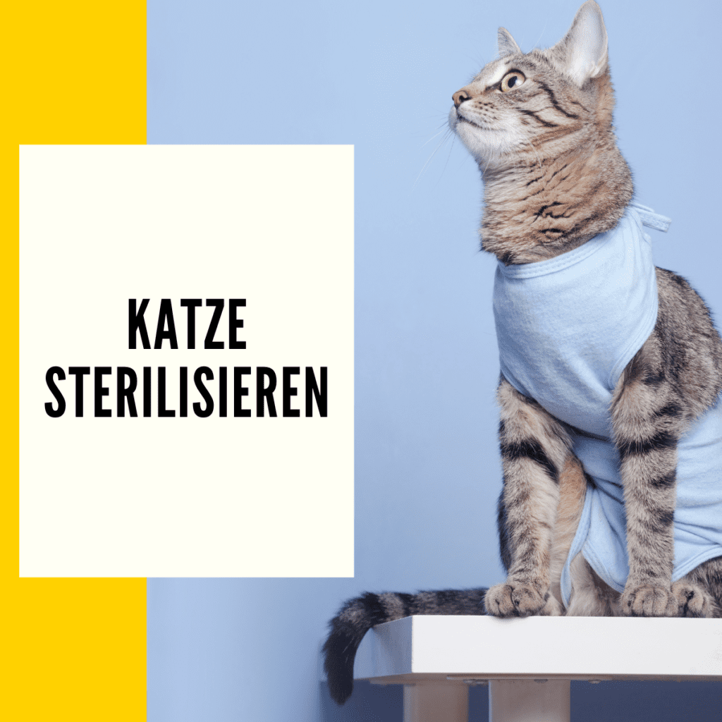 Katze sterilisieren: Tipps & Informationen