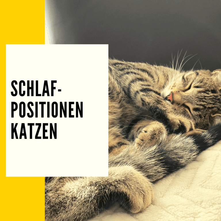 Schlafpositionen Katzen: Bedeutung und Erkenntnisse für Katzenbesitzer!