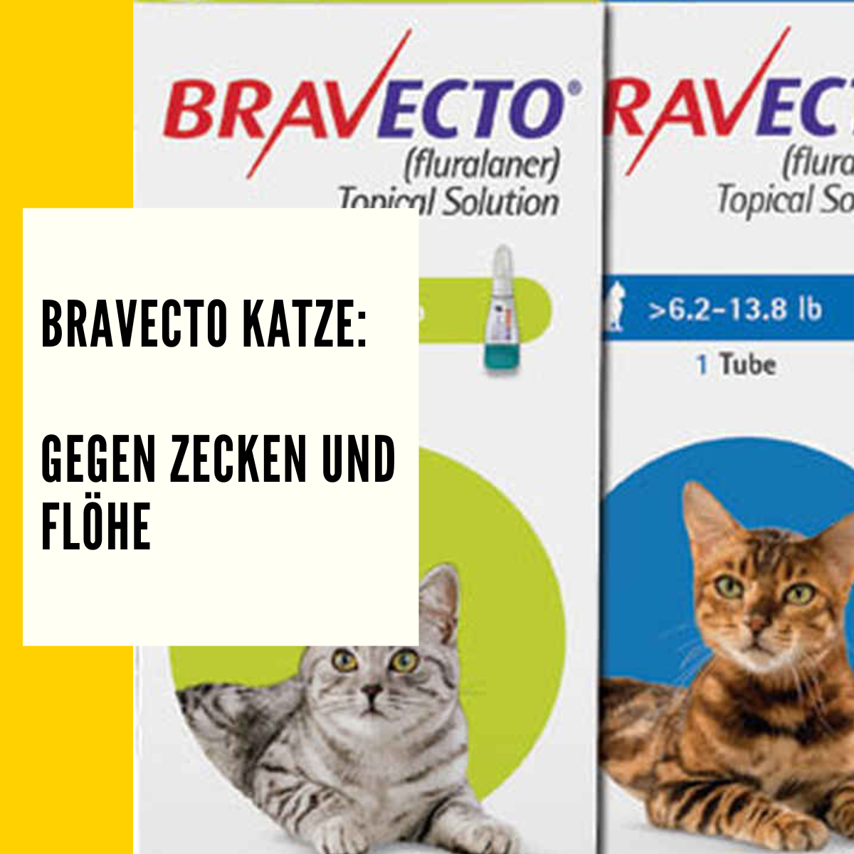 Bravecto Katze: Informationen zum Arzneimittel gegen Zecken und Flöhe