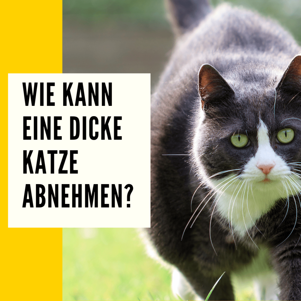 Fette Katze: Gründe für Übergewicht und was du dagegen tun solltest!
