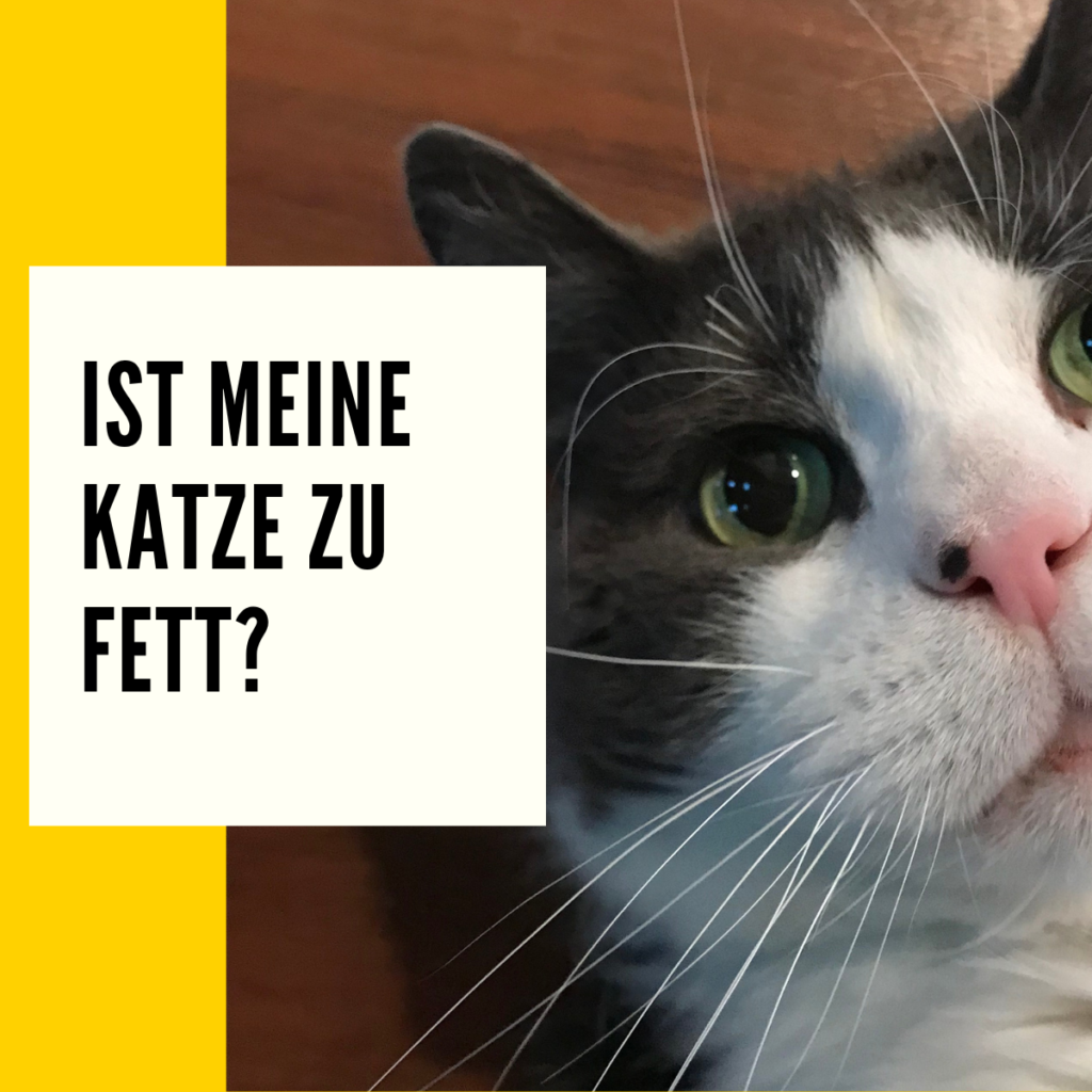 Fette Katze: Gründe für Übergewicht und was du dagegen tun solltest!