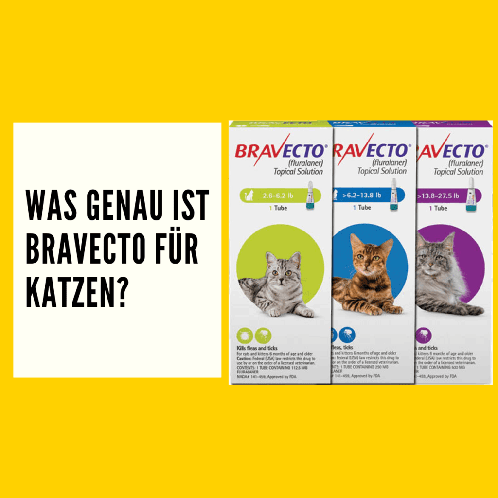 Bravecto Katze: Informationen zum Arzneimittel gegen Zecken und Flöhe