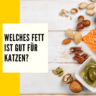Fette Katze: Gründe für Übergewicht und was du dagegen tun solltest!