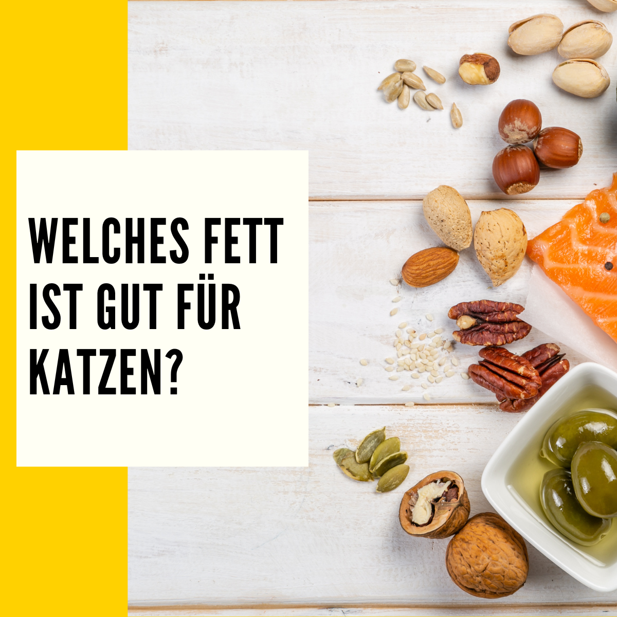 Fette Katze: Gründe für Übergewicht und was du dagegen tun solltest!