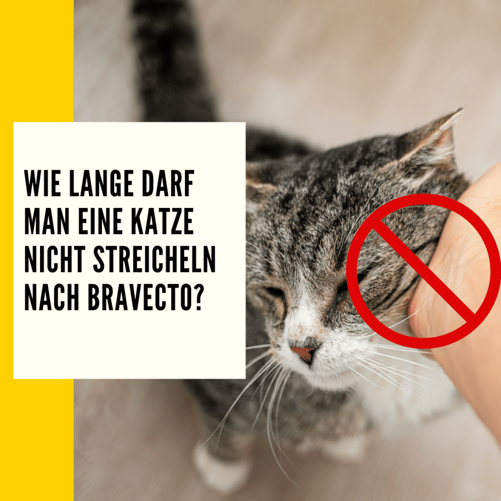 Bravecto Katze: Informationen zum Arzneimittel gegen Zecken und Flöhe